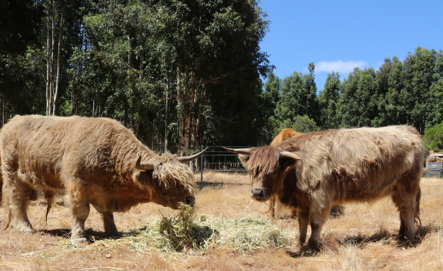 Our ANIMALS – South West Highlands